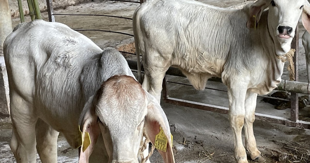 Easy Japanese news in translation: Droopy-eared twin calves awaiting ...