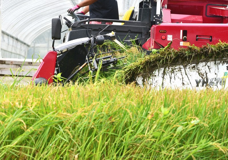 Why has Japan been hit with rice shortages, soaring prices despite ...