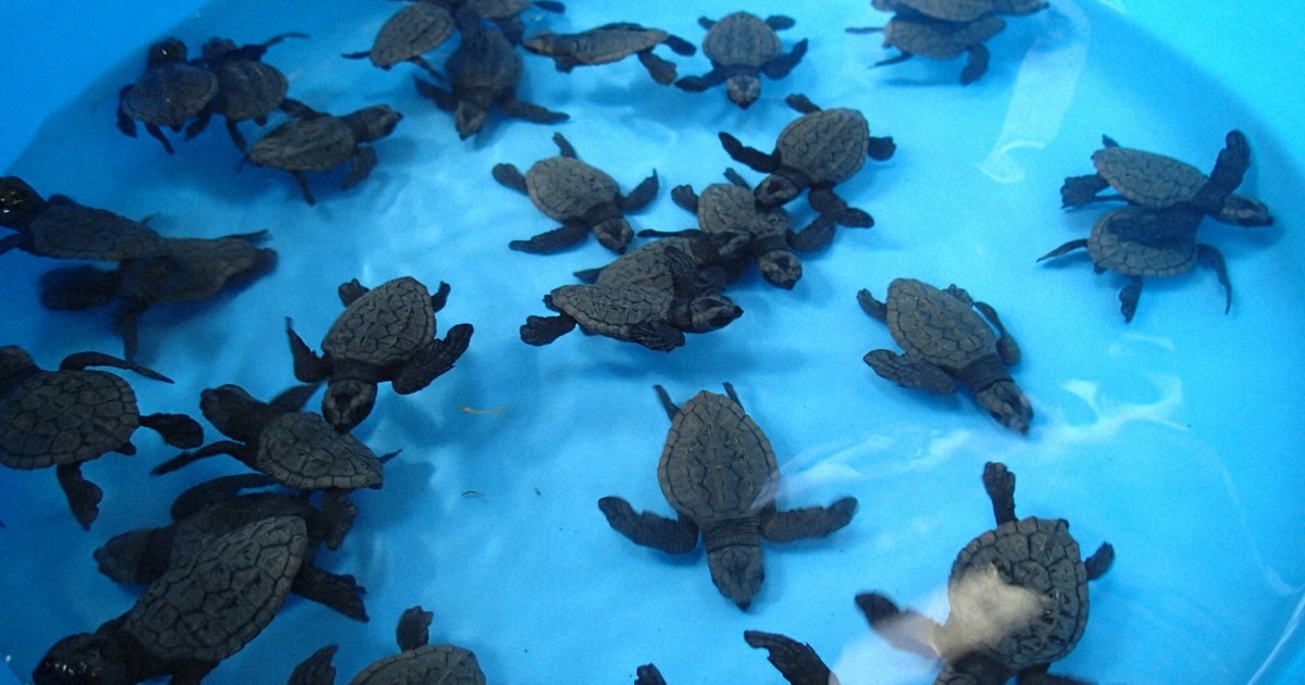 Easy Japanese news in translation: 150 sea turtles born at Wakayama ...