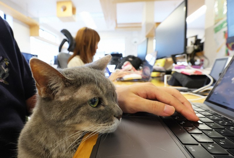 In Photos: 'Cat employees' hard at work in Tokyo office - The Mainichi