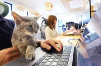 In Photos: 'Cat employees' hard at work in Tokyo office - The Mainichi