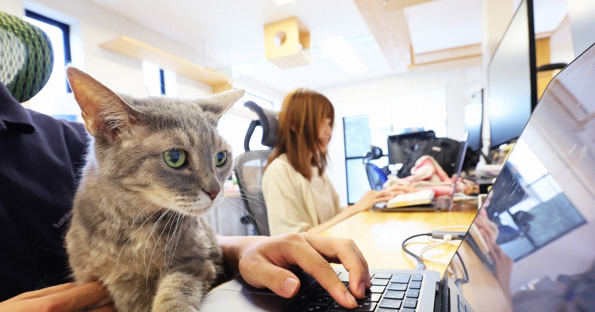 'Cat employees' at Tokyo office boost efficiency for human co-workers ...