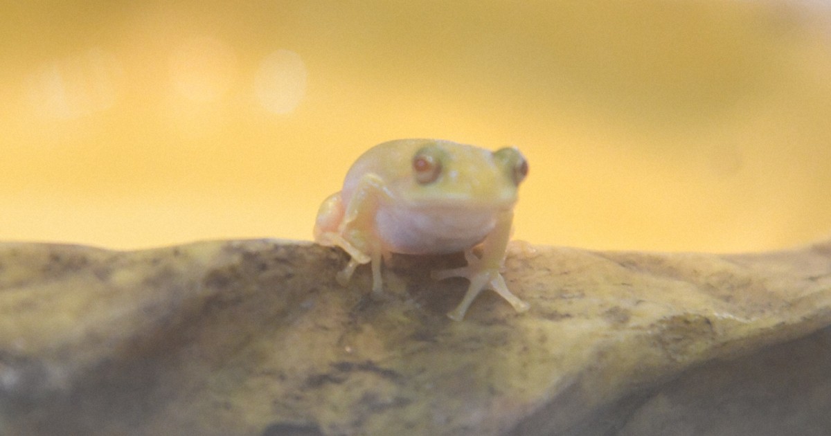 Easy Japanese news in translation: 3 white frogs discovered in Shimane ...