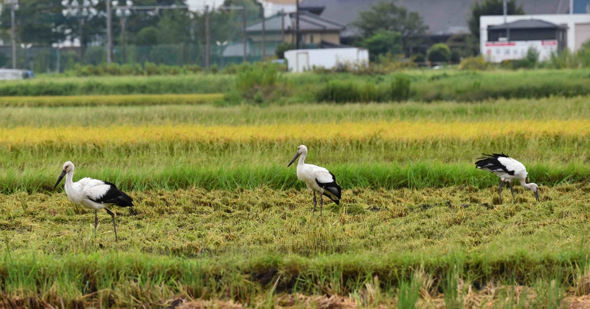 Easy Japanese news in translation: Rare sighting of storks in Saitama ...