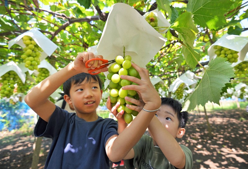 Easy Japanese news in translation: Tourist grape picking at peak in ...
