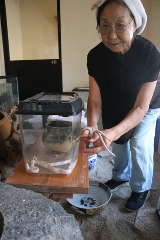 Special serpents: 10 white snakes hatch at Fukuoka Pref. shrine all at ...