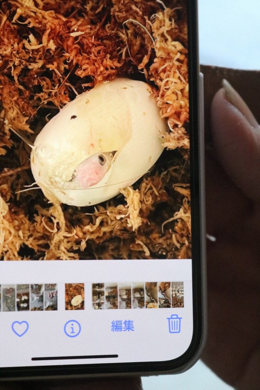 Special serpents: 10 white snakes hatch at Fukuoka Pref. shrine all at ...