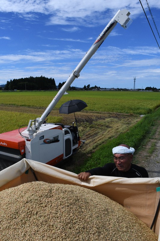 2024's new rice has finally hit Japan market, so why are prices still ...