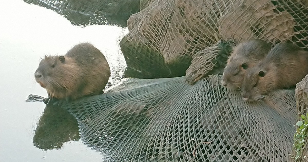 Sightings of evasive nutria rodents increasing along west Japan rivers ...