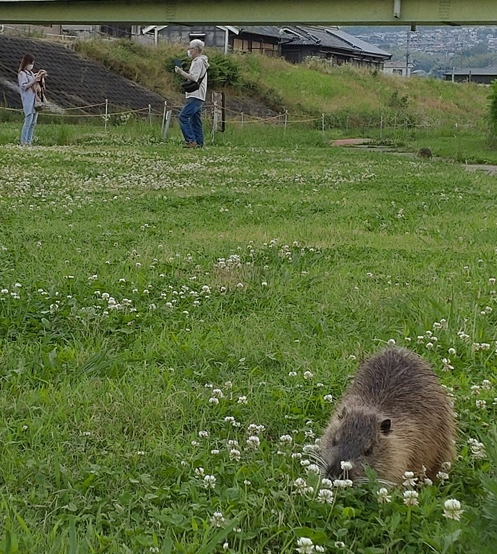Sightings of evasive nutria rodents increasing along west Japan rivers ...