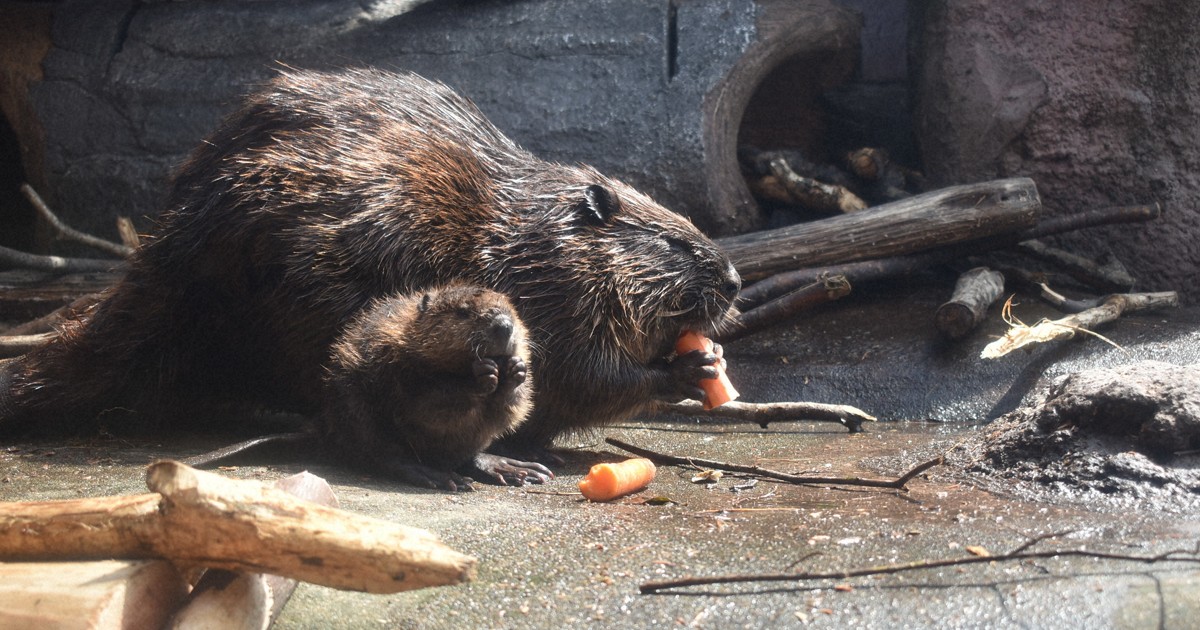 Beaver fever: New baby delights visitors at east Japan zoo - The Mainichi