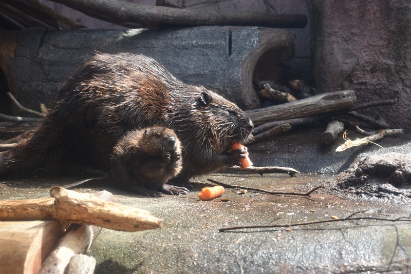 Beaver fever: New baby delights visitors at east Japan zoo - The Mainichi