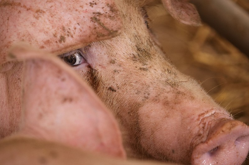 Swine fever sweeps Italy's north, threatening production of prized ...