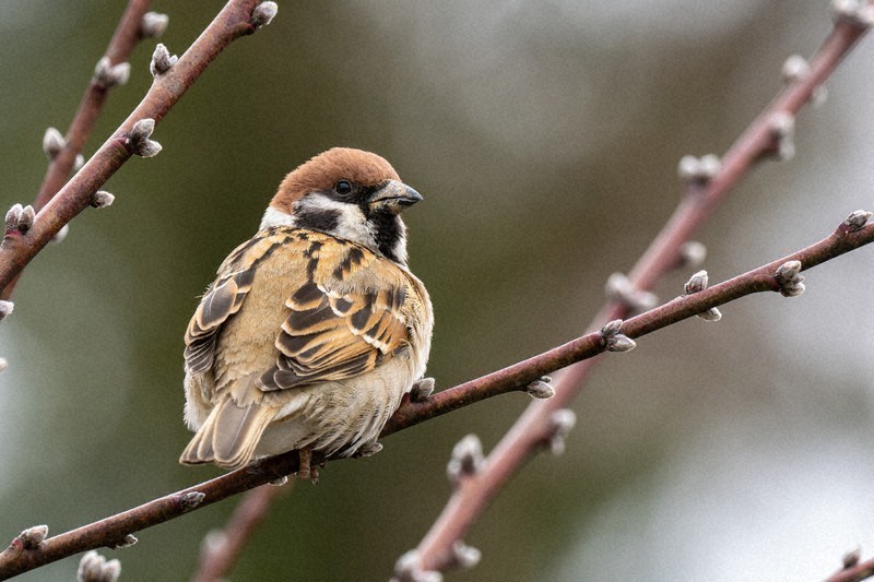 Sparrows in Japan may be listed as endangered species at this rate of ...