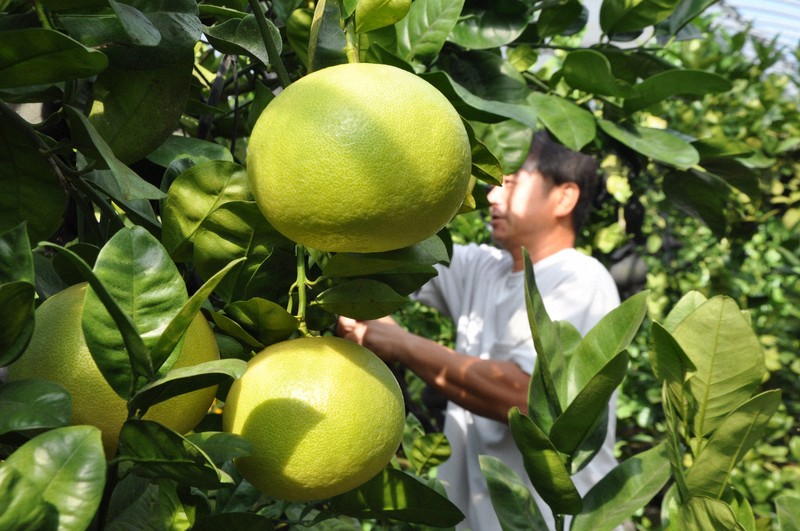 Easy Japanese news in translation: Harvest of 'crystal' pomelos at peak ...