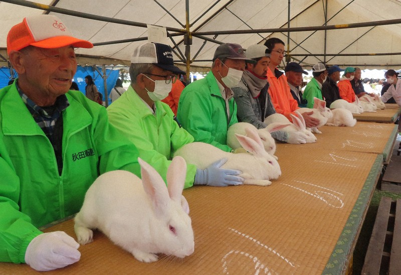 'Jumbo rabbit' festival jumps into the spotlight in north Japan's Akita ...