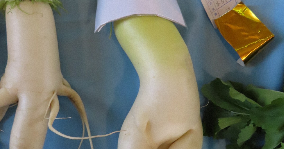 Radish with 'legs,' giant napa cabbage: Rare produce contest held in ...