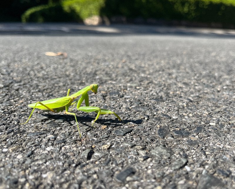Parasitic worms 'manipulate' praying mantises onto asphalt roads: Japan ...