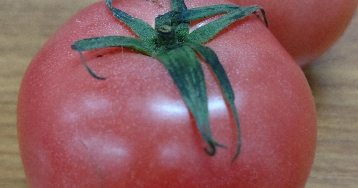 Price of tomatoes produced in Japan's Kumamoto Pref. more than ...