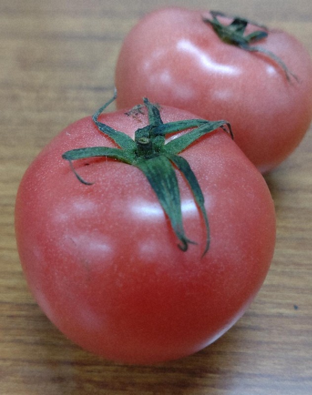 Price of tomatoes produced in Japan's Kumamoto Pref. more than ...