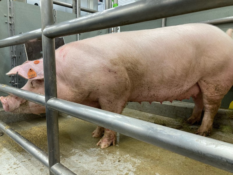Kidney genetically modified for humans transplanted from pig into ...