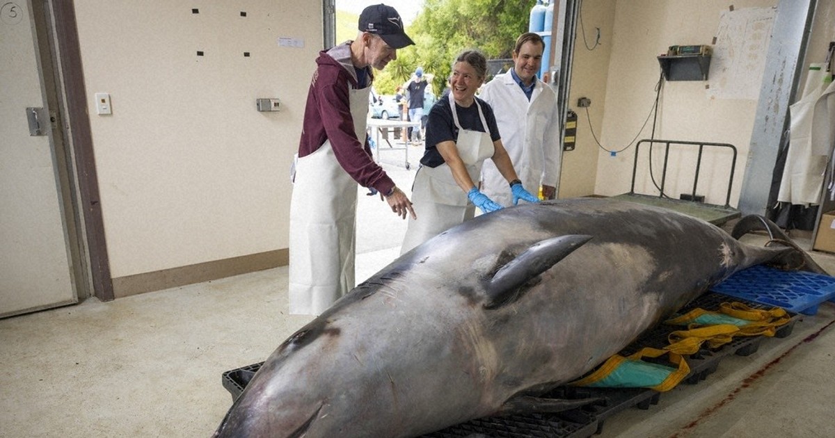 This whale species is so rare it's never been seen alive. A dissection ...