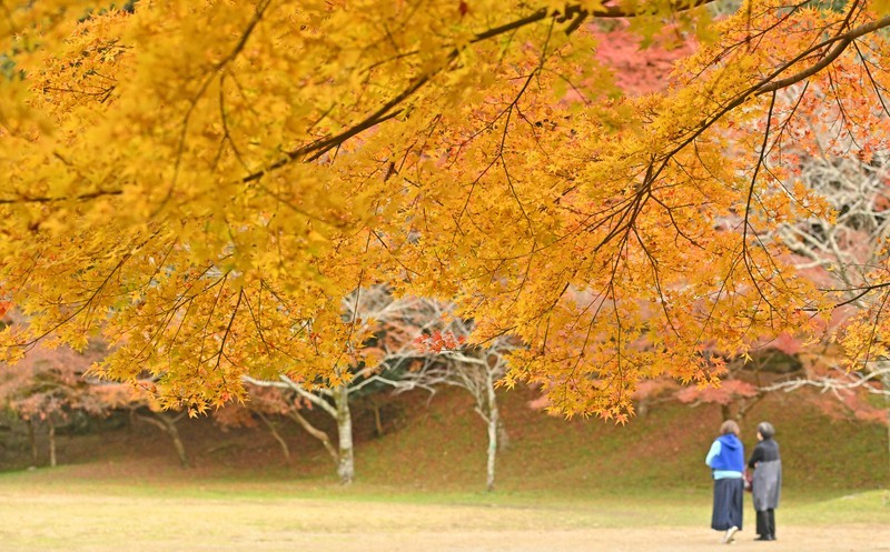In Photos: Autumn leaves around Akizuki Castle Ruins in Fukuoka Pref ...