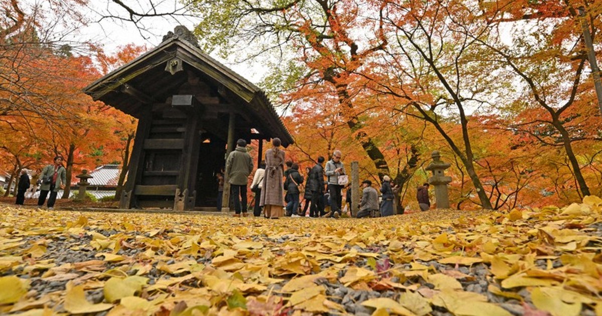 In Photos: Autumn leaves around Akizuki Castle Ruins in Fukuoka Pref ...