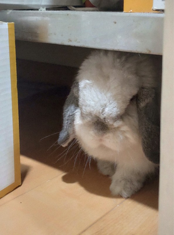 Grieving and finding solace after loss of pet as animal funerals become ...