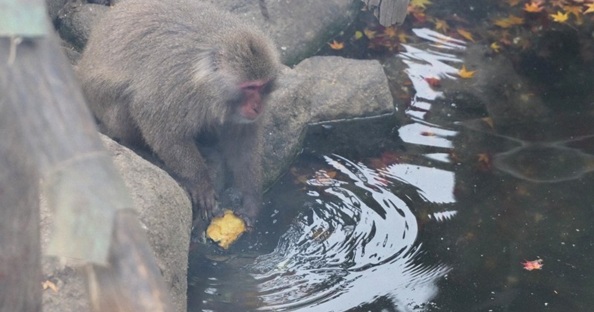 In Photos: Macaques by bonfire eat roasted sweet potatoes at central ...