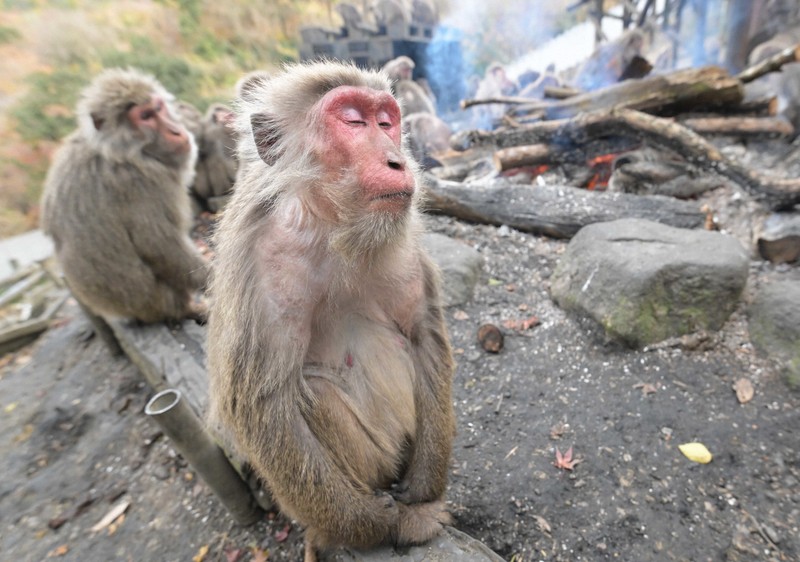 Monkeys doze off by cozy bonfire in winter tradition at central Japan ...