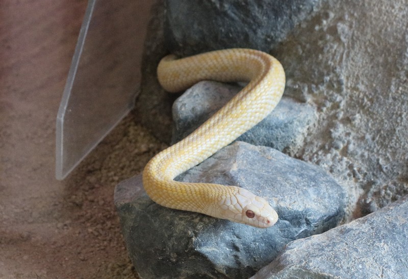 Primates instinctively fear snakes due to scales, not creepy movement ...
