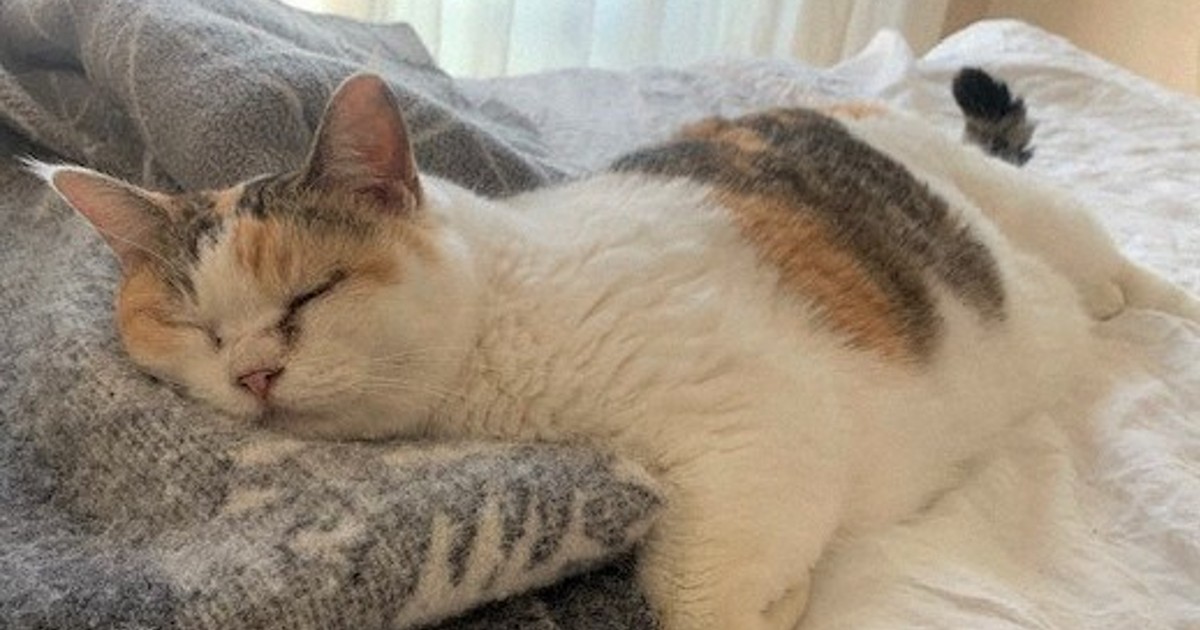 Japan research team discovers color-determining gene in calico cats ...