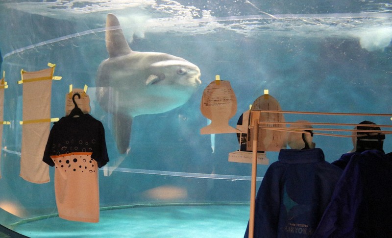 Japan aquarium cheers up 'lonely' sunfish with staff uniforms ...