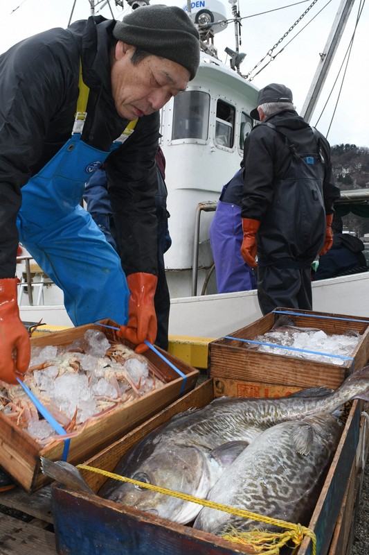 Winter delicacy 'kandara' cod fishing in full swing off north Japan's ...