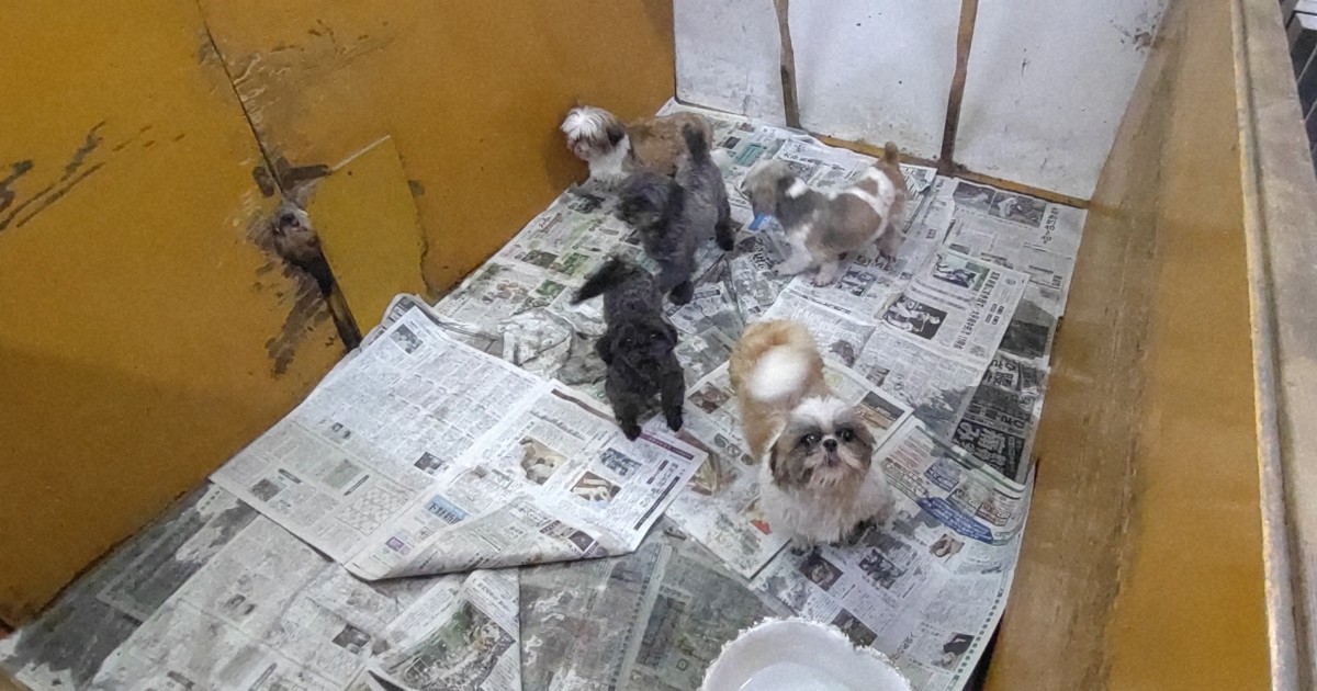 Animal protection group pressured Japan dog breeder to end business ...