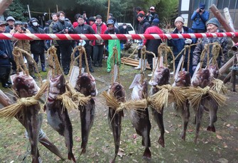 Large cod dedicated to north Japan shrine in festival to pray for good ...