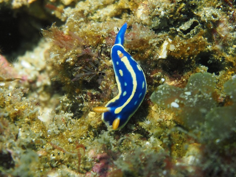 Easy Japanese news in translation: Colorful sea slugs spotted at ...