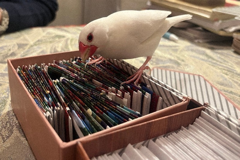 4 Java sparrows tell fortunes at popular shop in Yokohama Chinatown ...