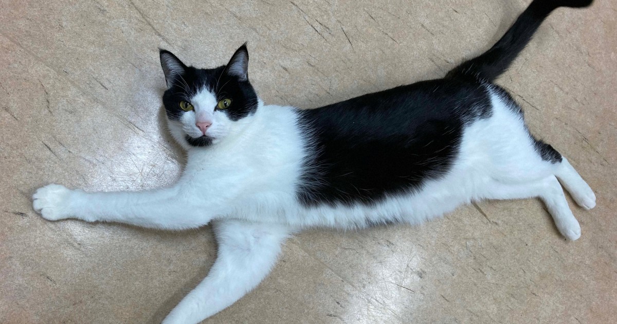 Japan researchers create high-quality cat stem cells in world 1st - The ...