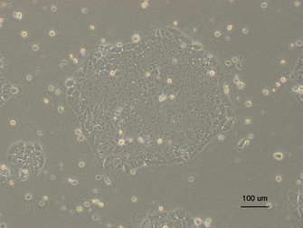 Japan researchers create high-quality cat stem cells in world 1st - The ...