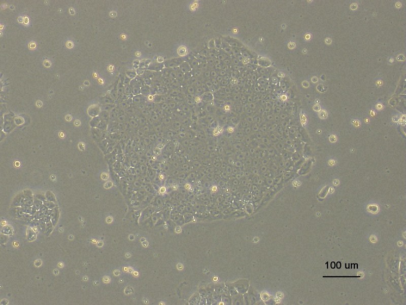 Japan researchers create high-quality cat stem cells in world 1st - The ...