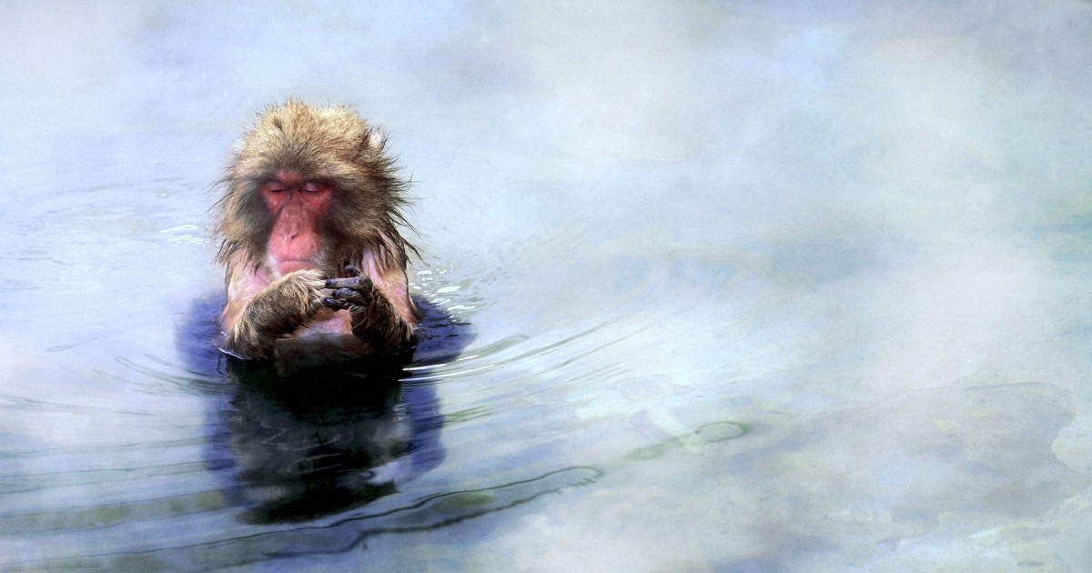 Hokkaido hot spring monkeys a winter hit with foreign visitors - The ...