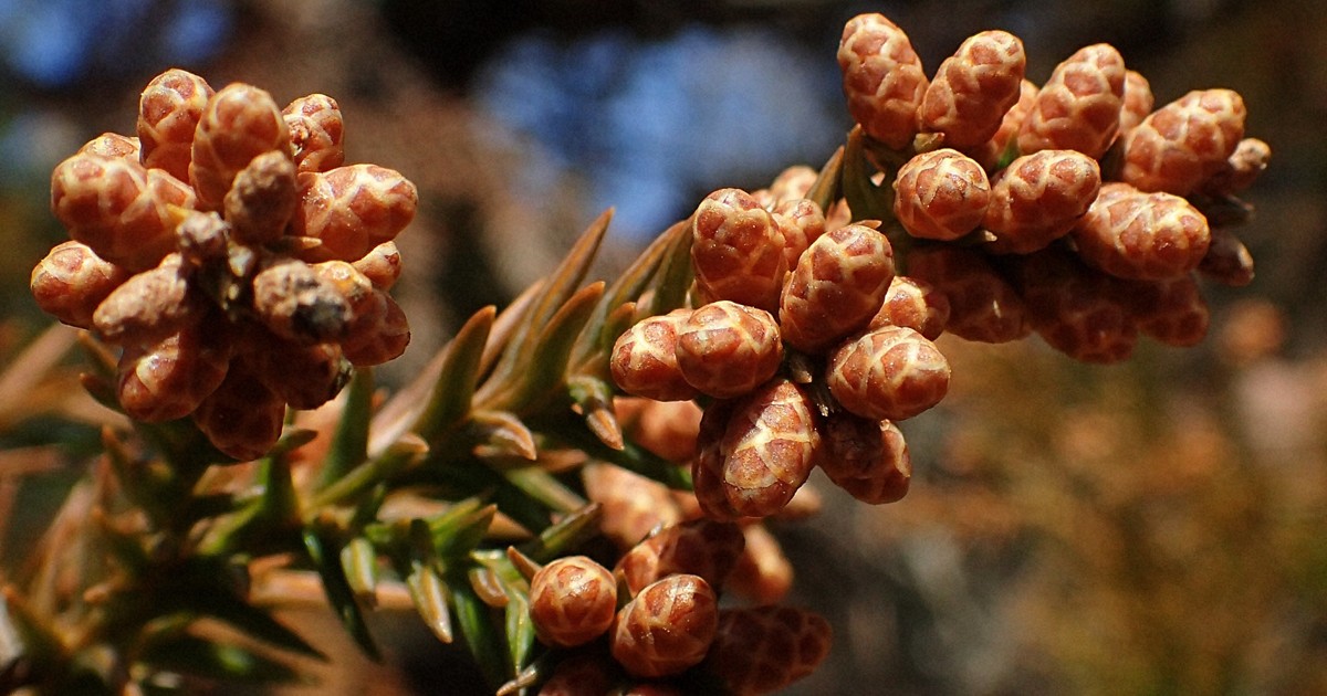 How does Japan plan to halve hay fever-triggering cedar pollen? - The ...
