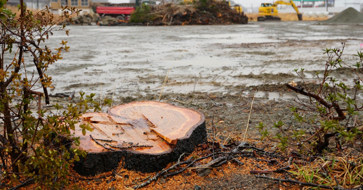 Fukushima Pref. cherry trees cut down without notification amid ...