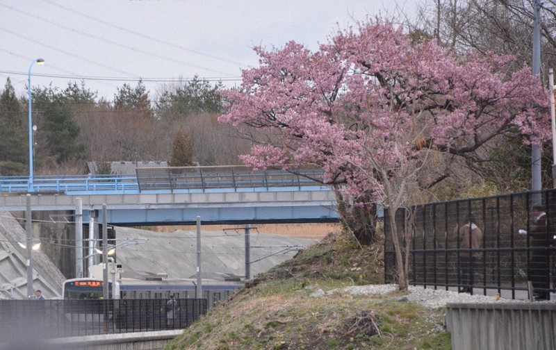Fukushima Pref. cherry trees cut down without notification amid ...