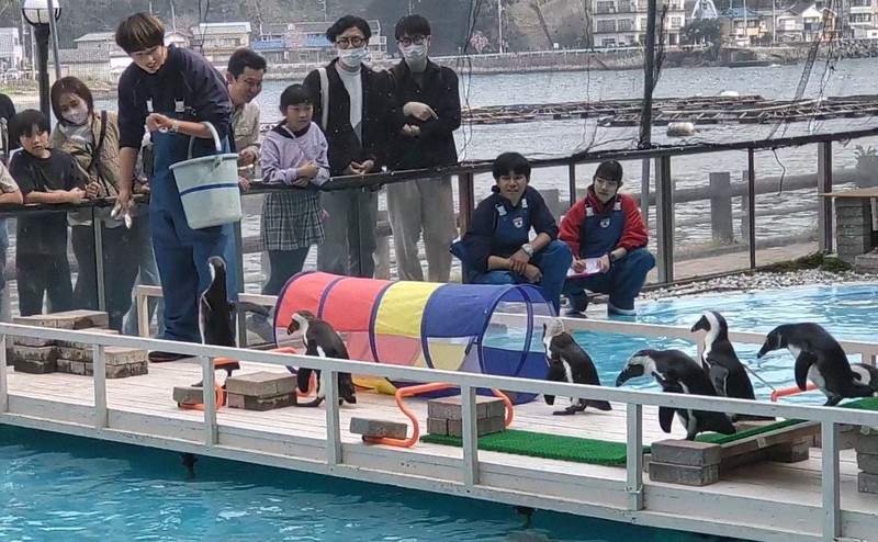 Penguin obstacle races at central Japan aquarium offer visitors chance ...