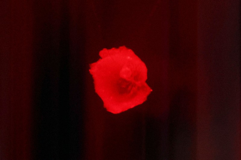 Beating 'iPS heart' shown for 1st time ahead of showcase at 2025 World ...