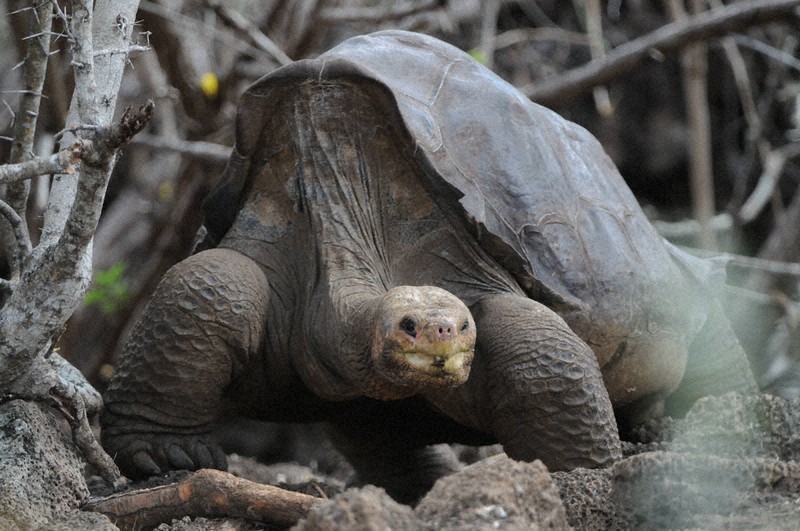 Galapagos tortoises at Philadelphia Zoo become first-time parents at ...