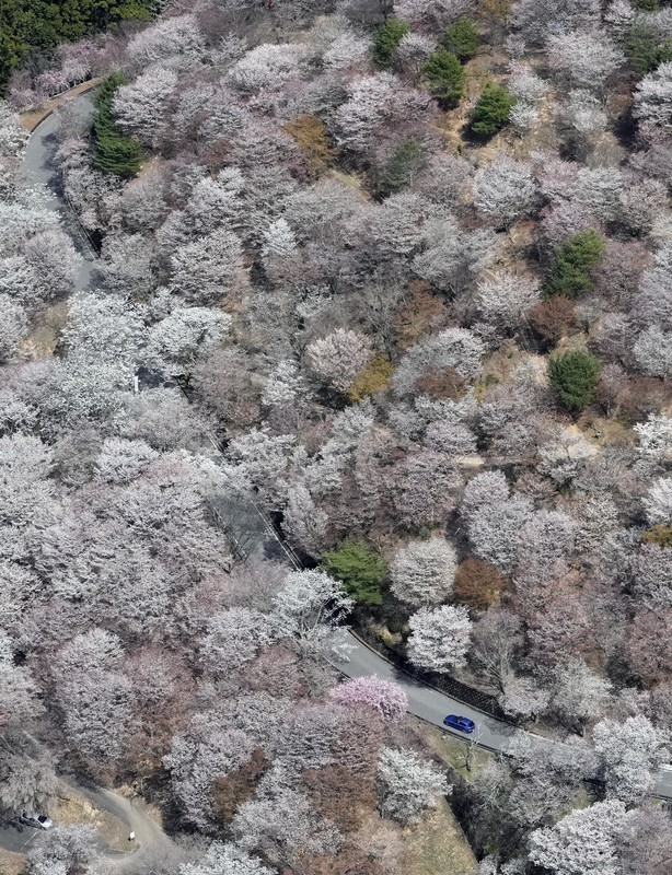In Photos: Cherry blossoms create spectacular view on Yoshino Mountain ...